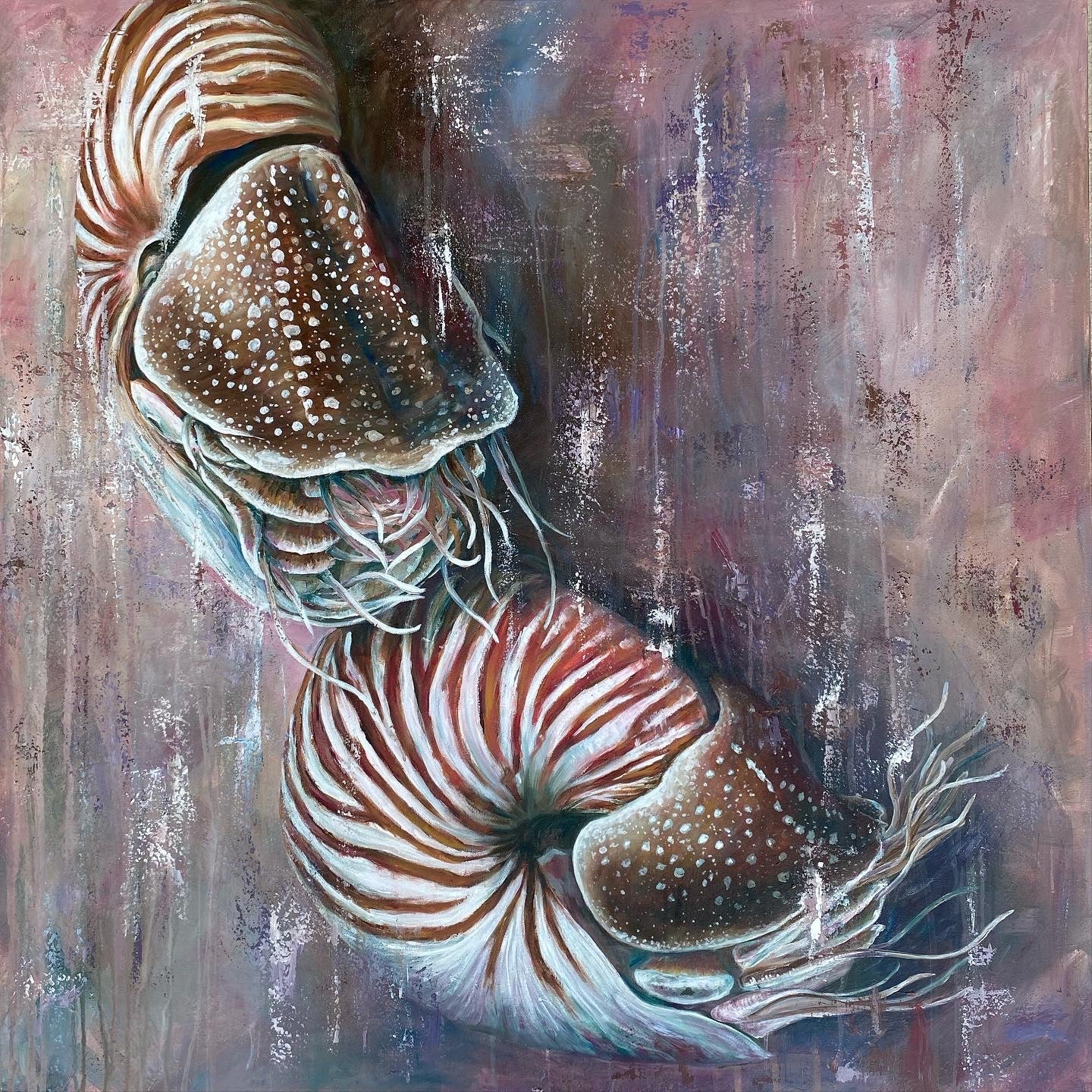 Chambered Nautilus – Yallingup Galleries